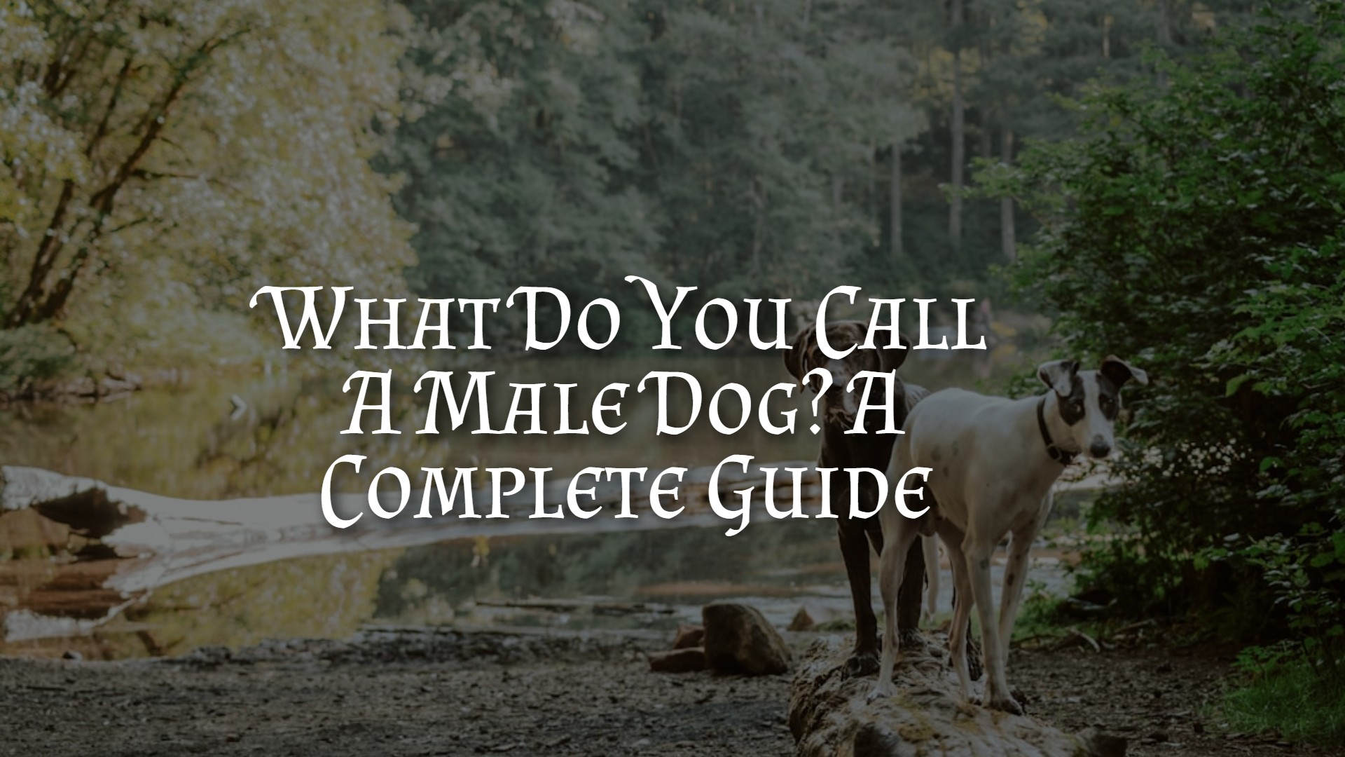 What Do You Call A Male Dog? A Complete Guide - The Bad-Ass Dad Pod