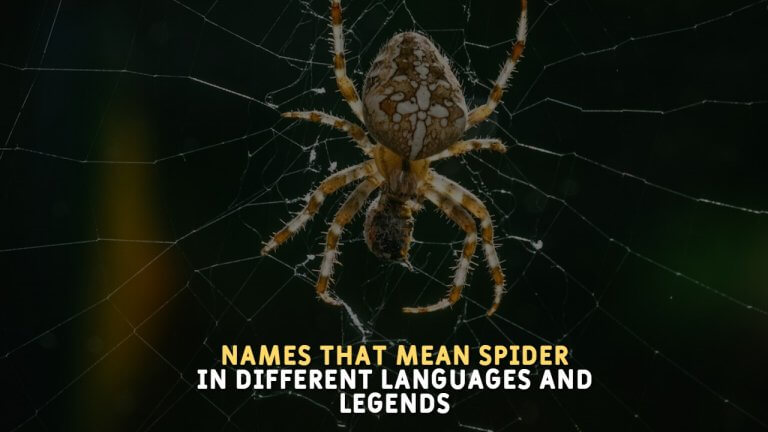 Names That Mean Spider in Different Languages and Legends - The Bad-Ass ...